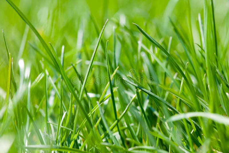 Green fresh spring grass stock image. Image of colorful - 2526013