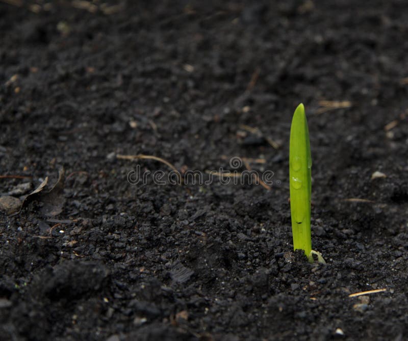 Green Fresh Spring Plant Sprout in the Ground Stock Photo - Image of ...