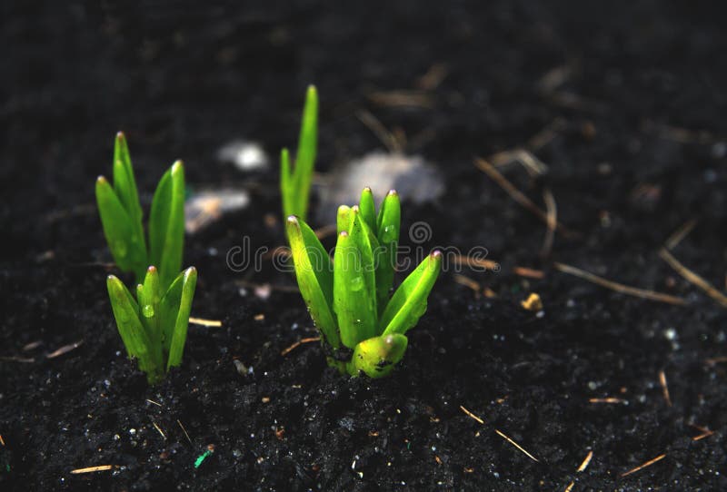 Green Fresh Spring Plant Sprout in the Ground Stock Photo - Image of ...