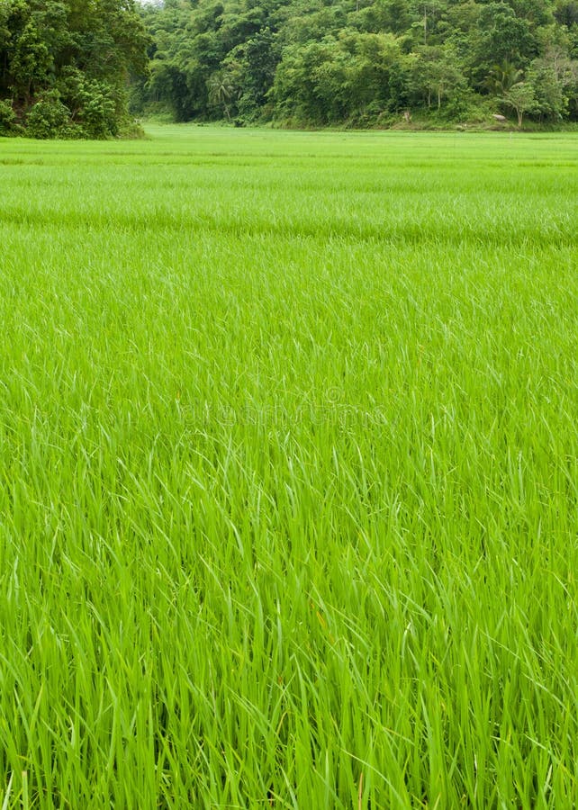 Green Fresh Spring Rice Field Stock Photo - Image of agriculture ...