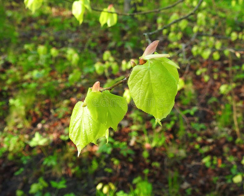 Beautiful Green Spring Tree With Fresh Leaves Stock Photo - Image of ... Beautiful Green Spring Tree With Fresh Leaves Stock Photo - Image of ...