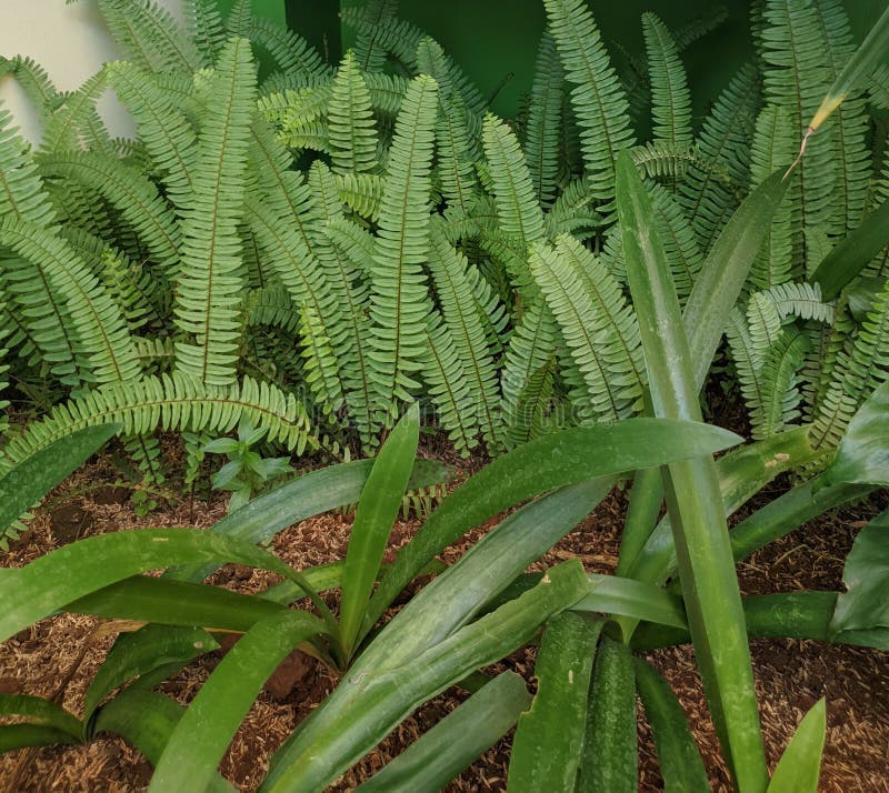 Green Fresh Ferna and Pandanus Plantation that Grow at the Garden in ...
