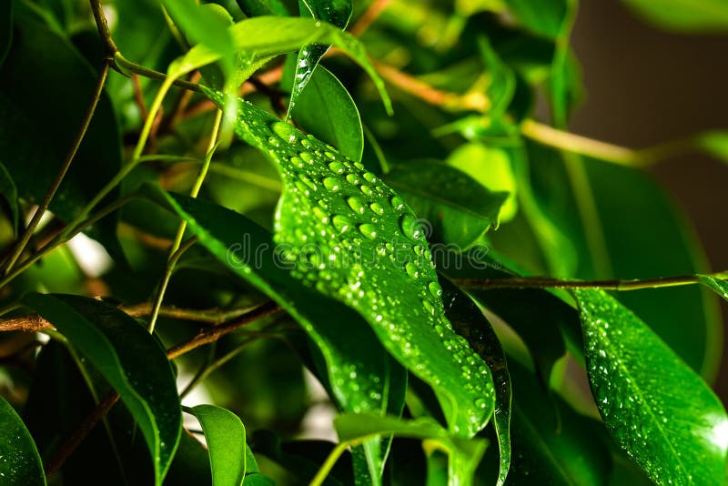 Green Fresh Tree Leaves in Water Drops Stock Photo - Image of colorful ...