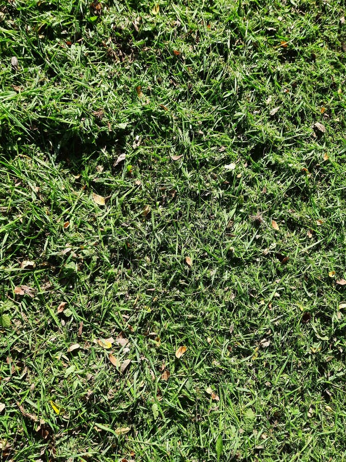 Red and Green Freshly Picked Apples in Basket on Green Grass. Stock ...
