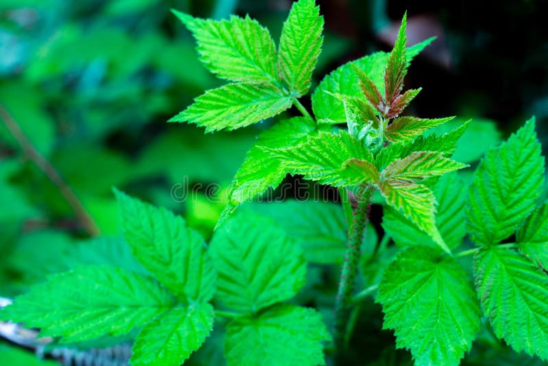 Green Freshness Raspberry Leaves in Spring Season Stock Photo - Image ...