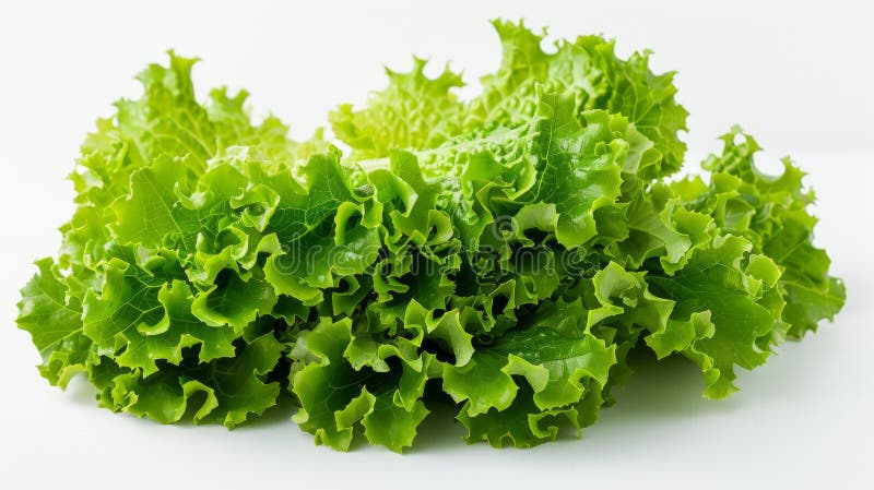 Frilled Iceberg Stock Photos - Free & Royalty-Free Stock Photos from ...