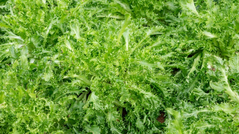 Green Frilly Iceberg Plant in a Vegetable Garden Stock Photo - Image of ...