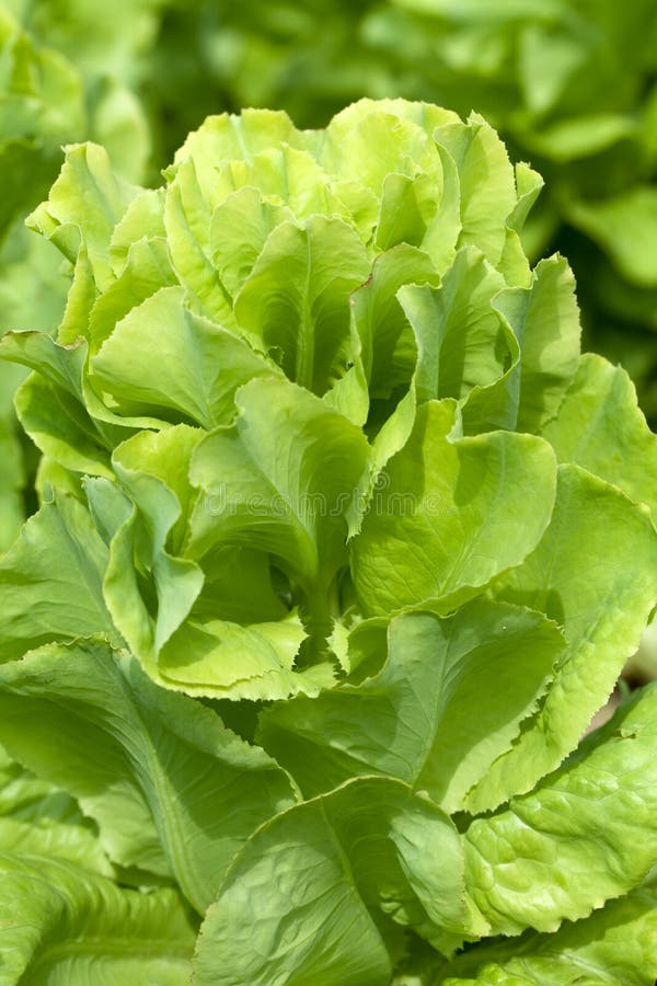Field of Red and Green Frisee Lettuce Stock Image - Image of garden ...