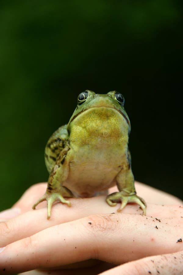 Croaking green tree frog stock image. Image of animal - 4161711