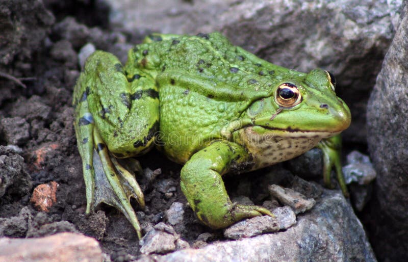 Green frog stock photo. Image of rocks, frog, clammy - 11119372