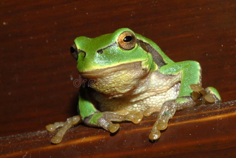 Green Frog stock image. Image of close, wildlife, jump - 11489955