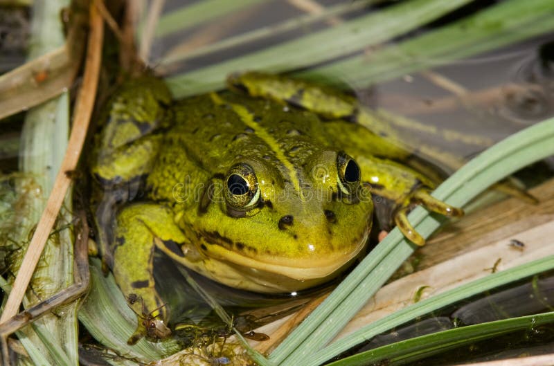Green Frog stock photo. Image of small, nature, environment - 13149052