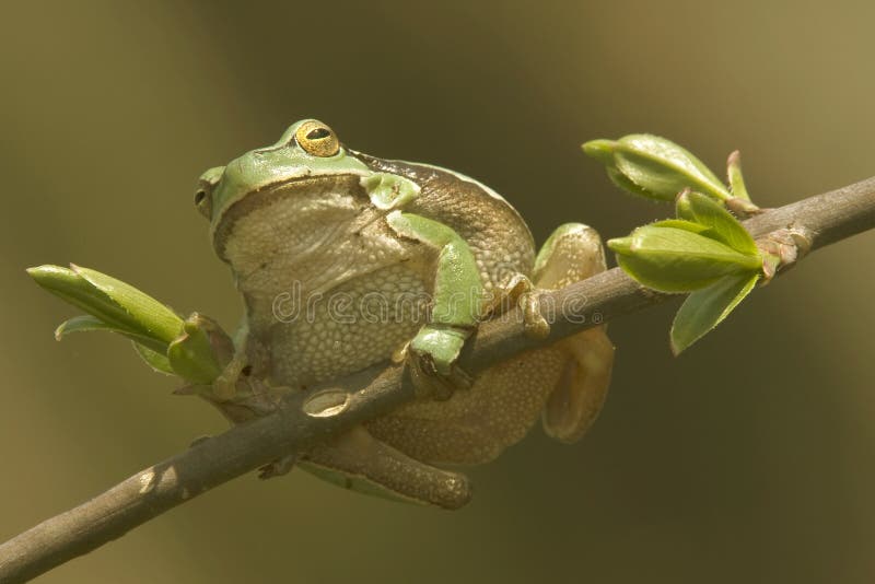The green frog stock photo. Image of fingers, hidden - 14182780