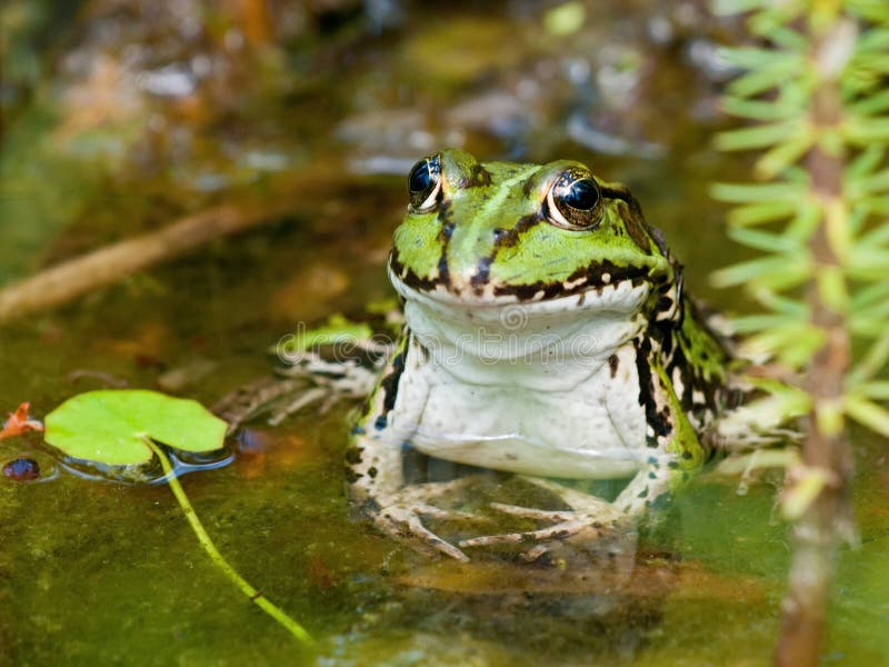 Green Frog stock photo. Image of toad, denmark, food - 14533238