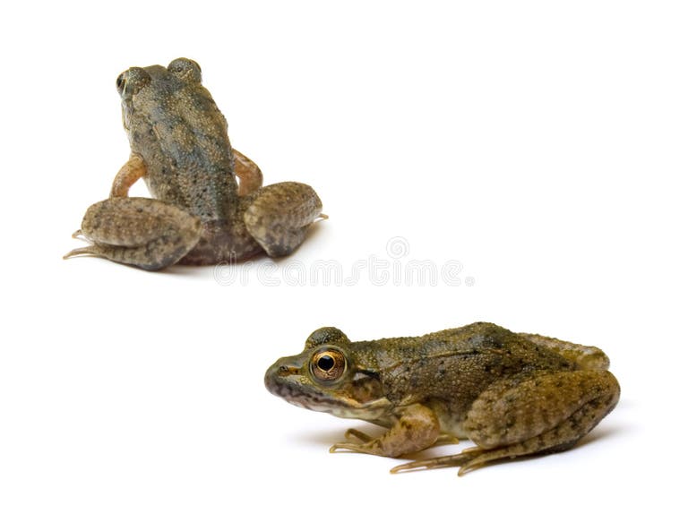 211 Frog Back View Stock Photos - Free & Royalty-Free Stock Photos from ...