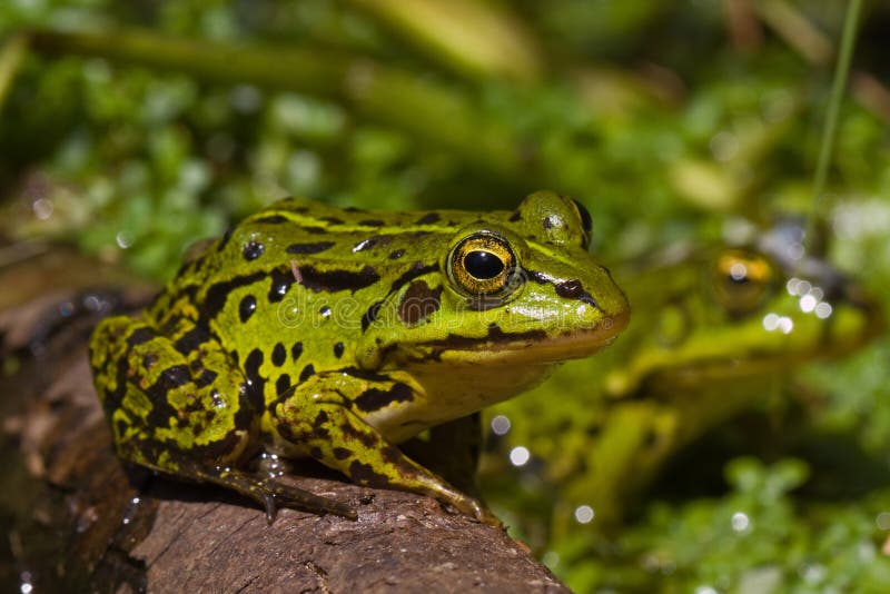 Green frog stock photo. Image of pelophylax, ranidae - 15095810