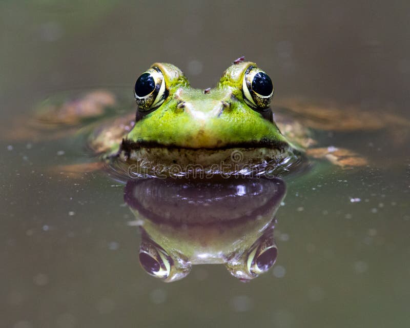 Green Frog Face and Reflection Stock Image - Image of wildlife, pool ...
