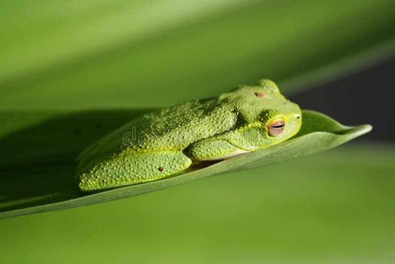 371 Sleeping Frog Photos - Free & Royalty-Free Stock Photos from Dreamstime