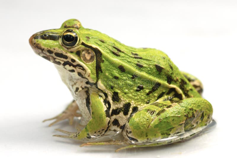 Green frog stock image. Image of small, isolated, nature - 18948577