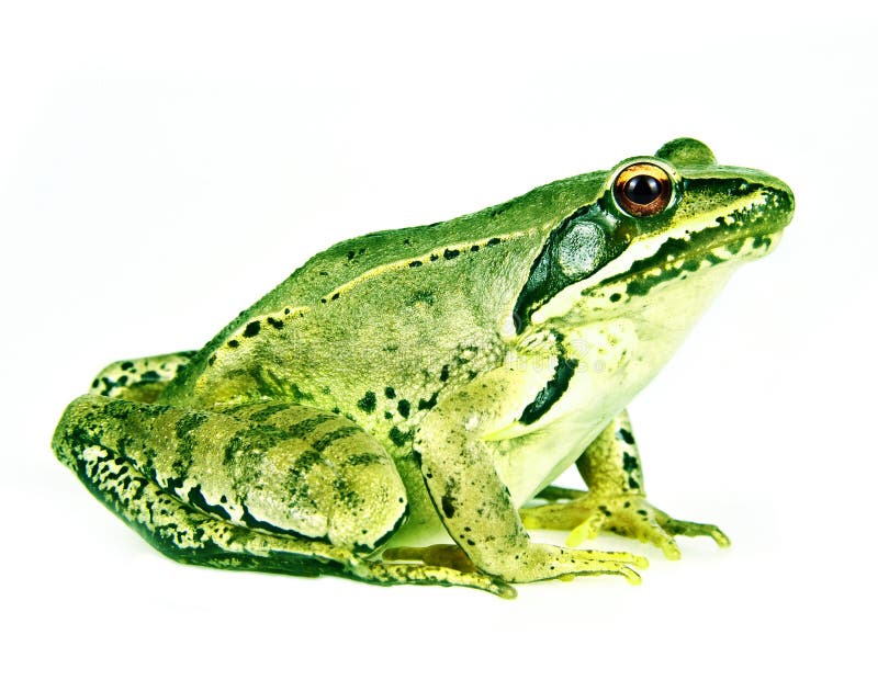 Green frog stock image. Image of beauty, nature, single - 20311853