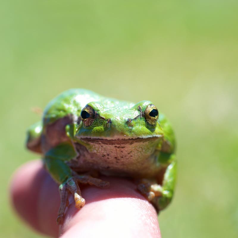Green frog stock photo. Image of environment, ecology - 22157016