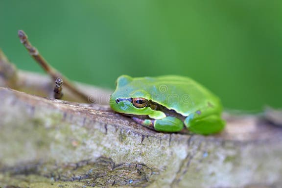 168 Green Tree Frog Skin Texture Stock Photos - Free & Royalty-Free ...