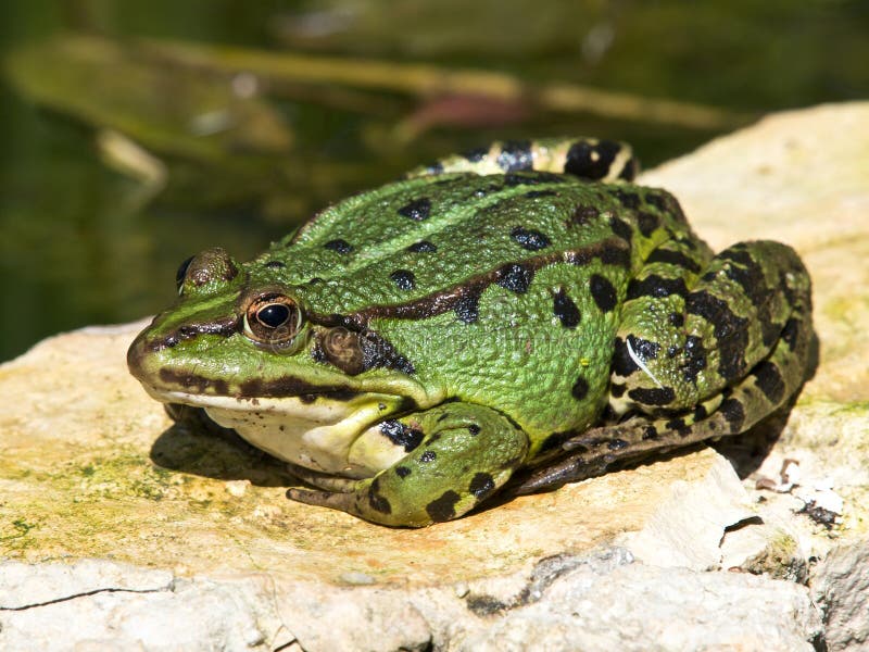 Big Fat Green Frog stock photo. Image of green, sitting - 138505360