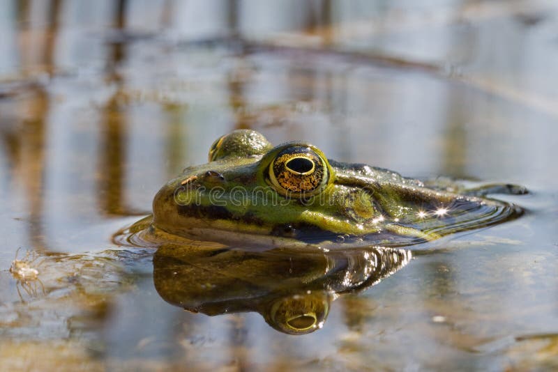 Green frog stock image. Image of pelophylax, eyes, aquatic - 24917311