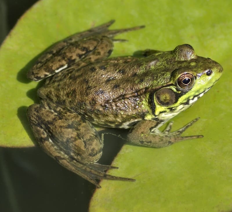 Frog stock image. Image of outdoors, leopard, amphibians - 10077173