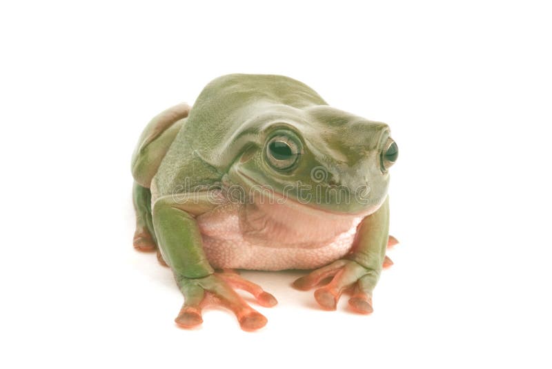 Green tree frog stock image. Image of kick, biology, nature - 4482331