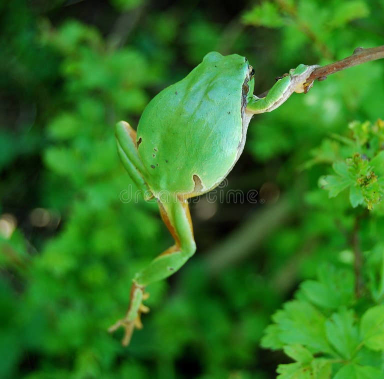 211 Frog Back View Stock Photos - Free & Royalty-Free Stock Photos from ...
