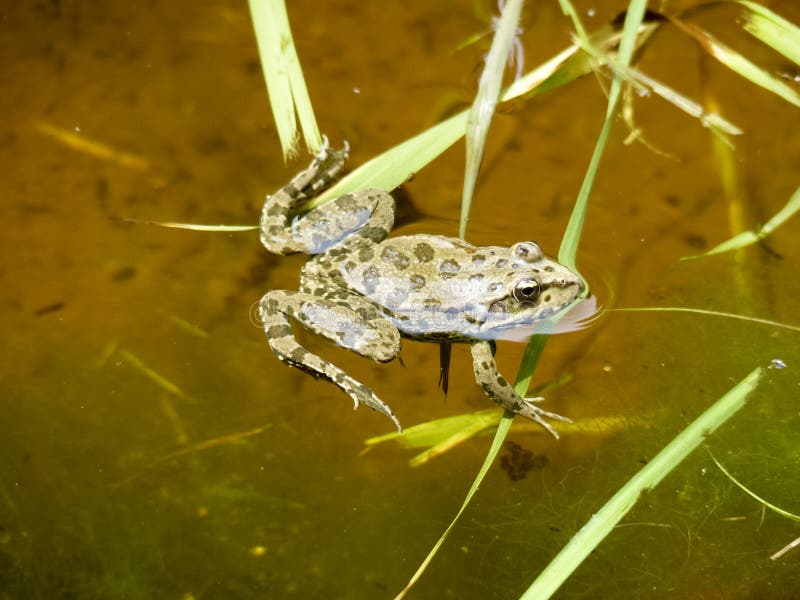 The Green Frog. the Amphibian Frog is Ordinary. Stock Photo - Image of ...
