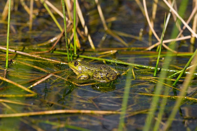 Frog in a bog stock photo. Image of float, amphibious - 54028486
