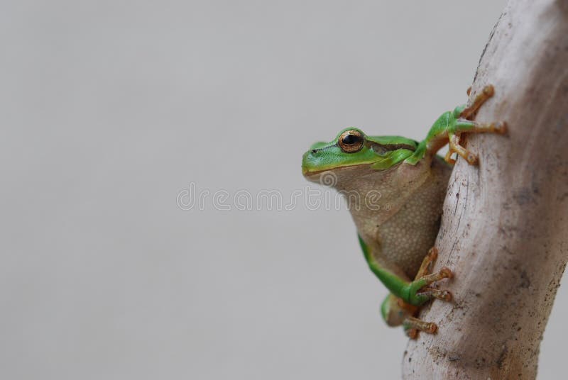 Green frog on tree branch stock image. Image of close - 14399719