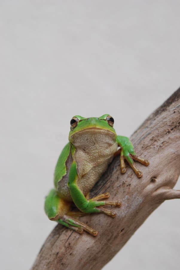 Green frog on tree branch stock image. Image of close - 14399719