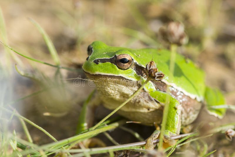 Green Frog stock image. Image of grass, green, sitting - 56885515
