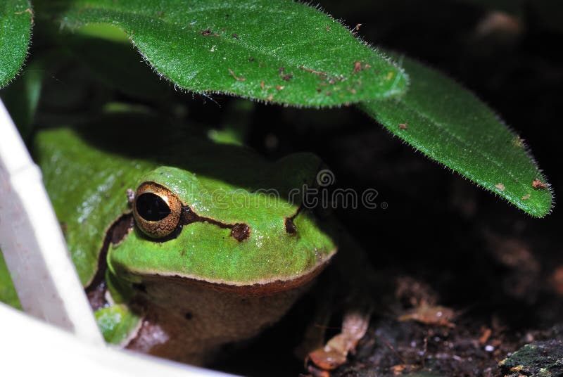 Green frog camera stock image. Image of nature, curiosity - 27409705