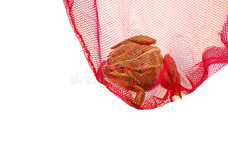 Green Frog Caught in a Net, Captured. Isolated White Background. Stock ...