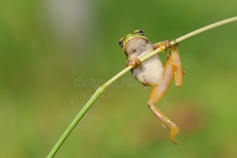 Green Frog Climbing on the Plant Stock Image - Image of green, oriental ...