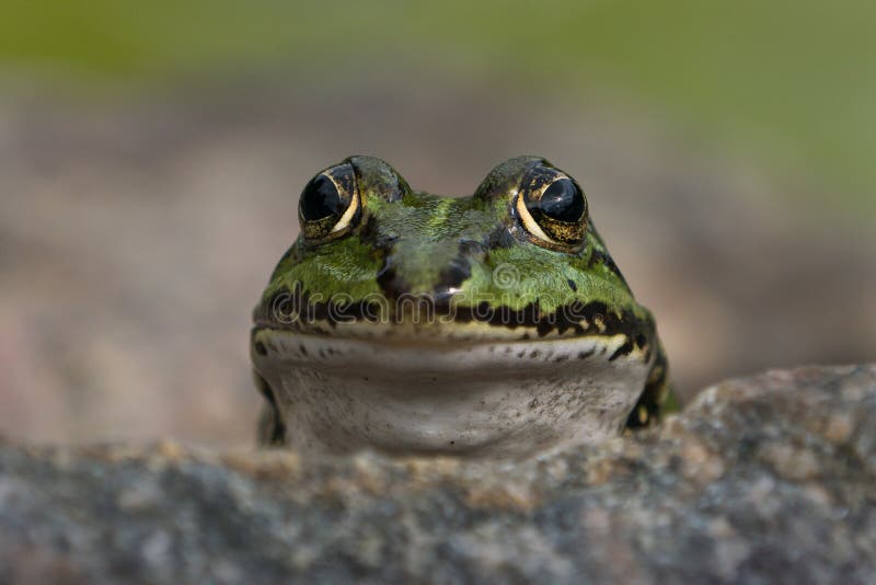 Green frog close up stock image. Image of head, nature - 225144281
