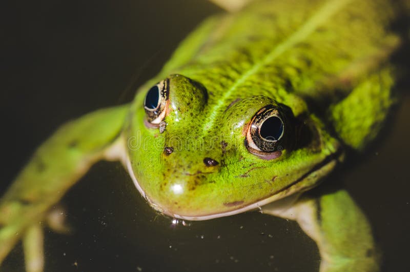 Green Frog Close Up on Water/green Frog Close Up on Water, Top View ...