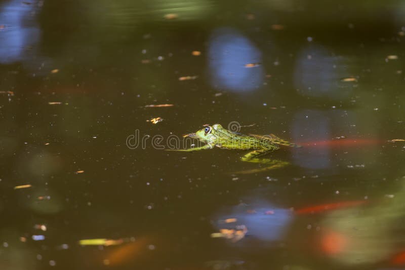 Green Frog Common Toad - Bufo Bufo is on the Surface of the Pond Stock ...