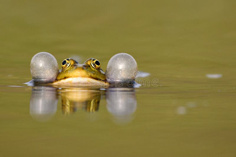 Green Frog Croaking on a Beautiful Background Stock Photo - Image of ...