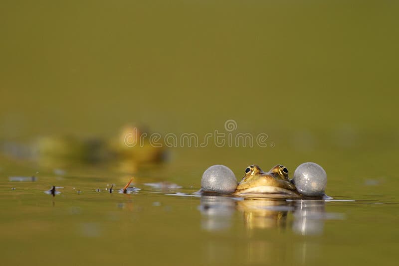 Croaking Bubble Frog stock image. Image of blowing, ball - 28289255