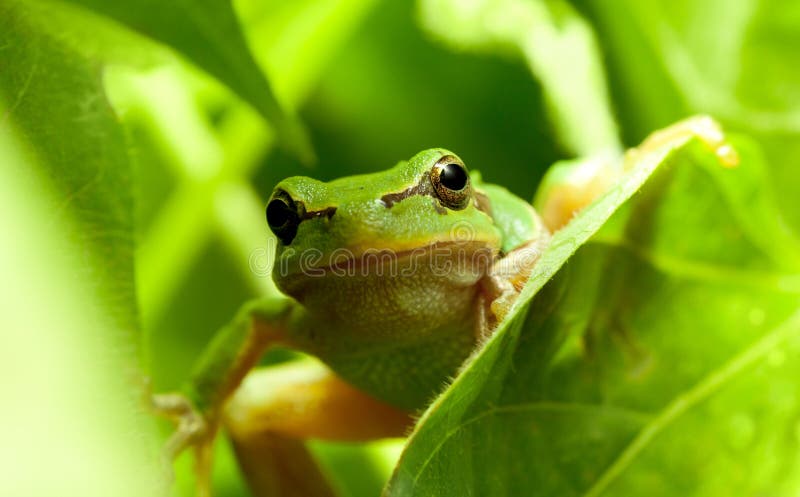 Green frog curious look stock image. Image of macro - 363241341