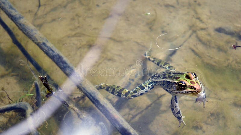 Green Frog Floating in Water Stock Image - Image of green, spawning ...
