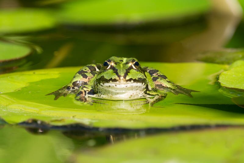 Green frog front view stock photo. Image of animal, wildlife - 42878312
