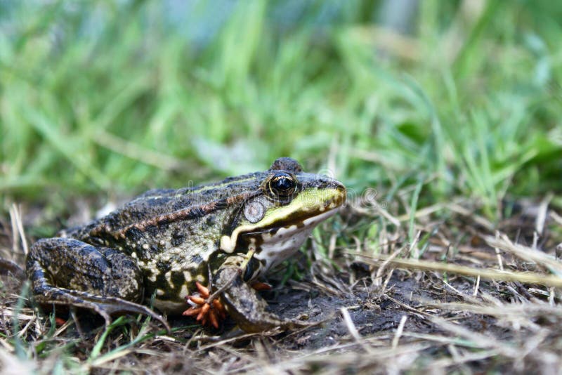 Green frog in the grass stock photo. Image of environment - 25350260