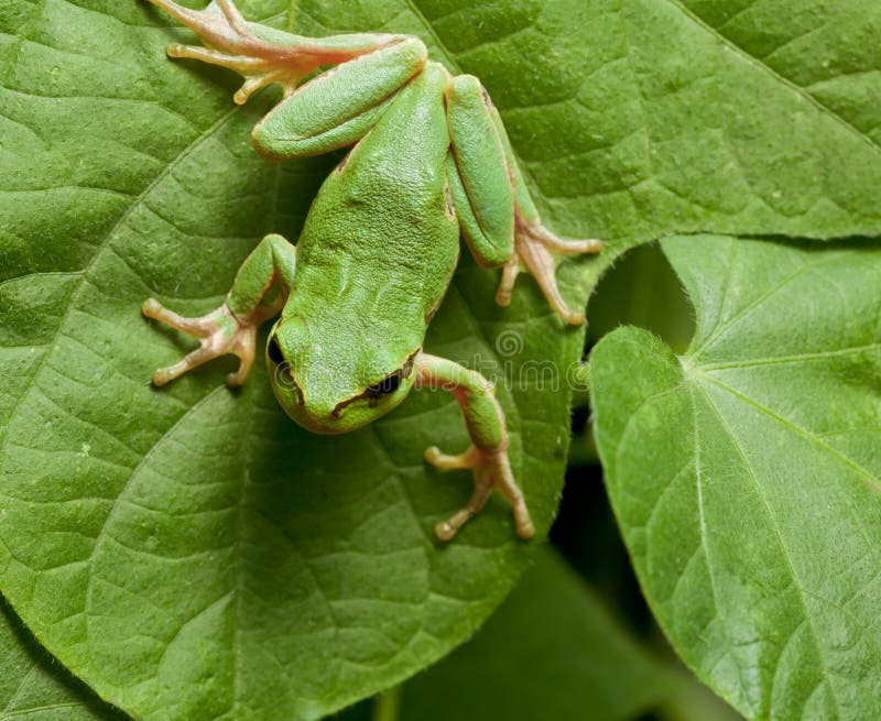 Green frog on green leaves stock photo. Image of climbing - 19798000
