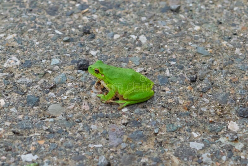 Green frog on the ground stock photo. Image of toad - 258063314
